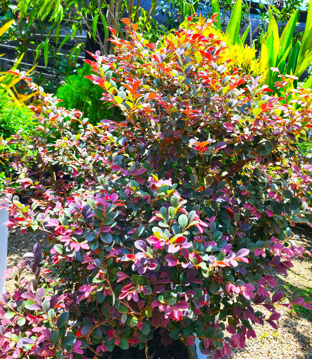 Loren Plant Display in a Titanium Pot – Plants & Plants Supercentre