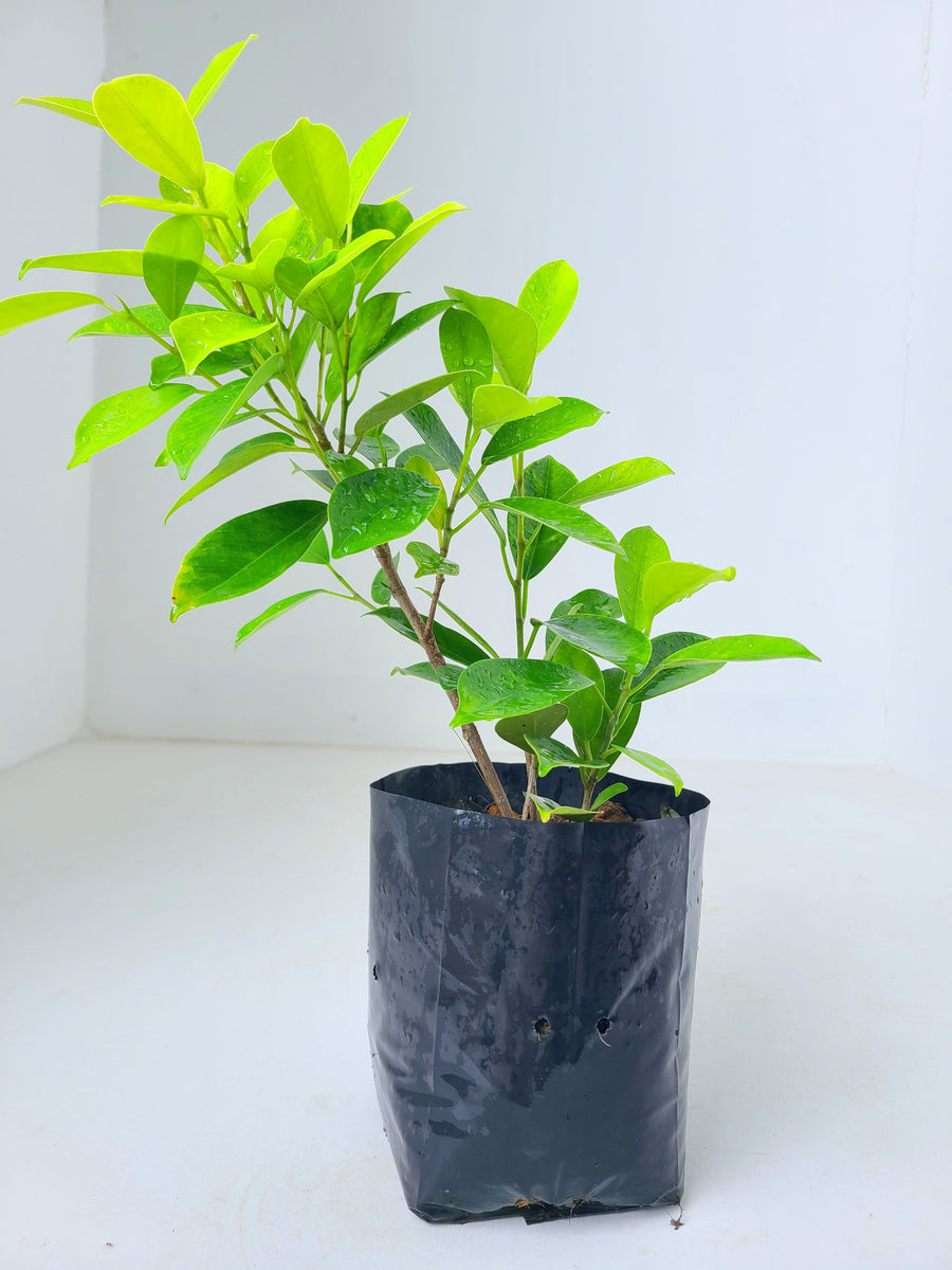 Ficus Benjamina Gold Plant in Poly Bag – Plants & Plants Supercentre