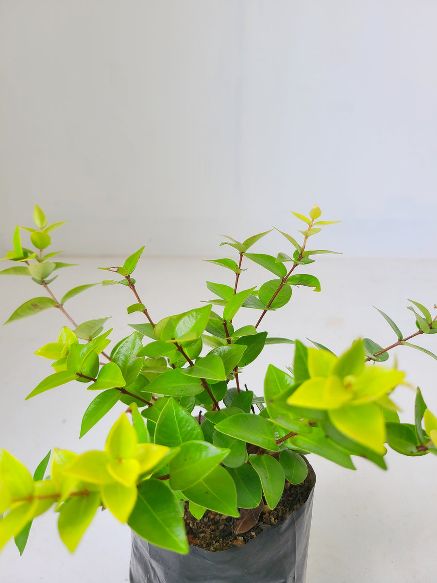 Christina Round Plant in Poly Bag – Plants & Plants Supercentre
