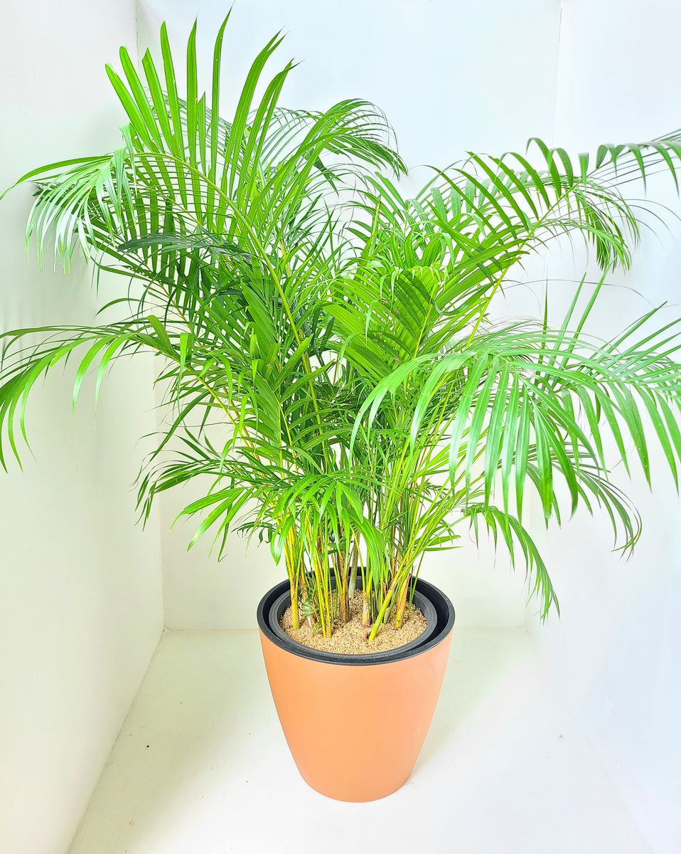 Cane Palm Plant in a Double Aussy Pot – Plants & Plants Supercentre