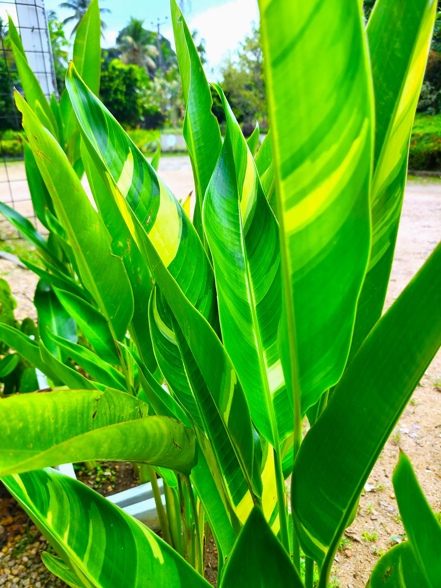 Heliconia Variegated Plant in a Titanium Pot – Plants & Plants Supercentre