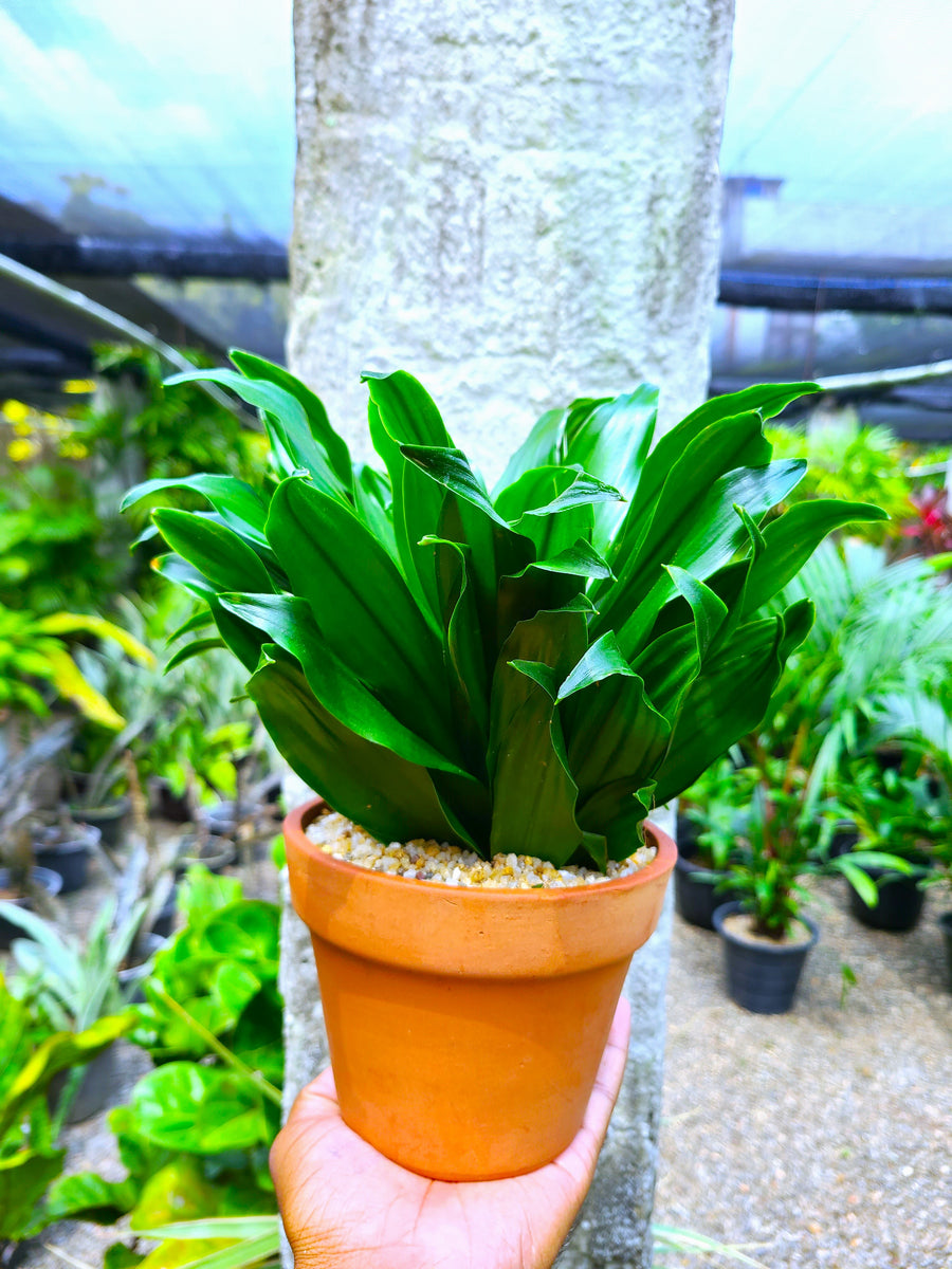 Dracaena Compacta Plant in a Clay Pot – Plants & Plants Supercentre