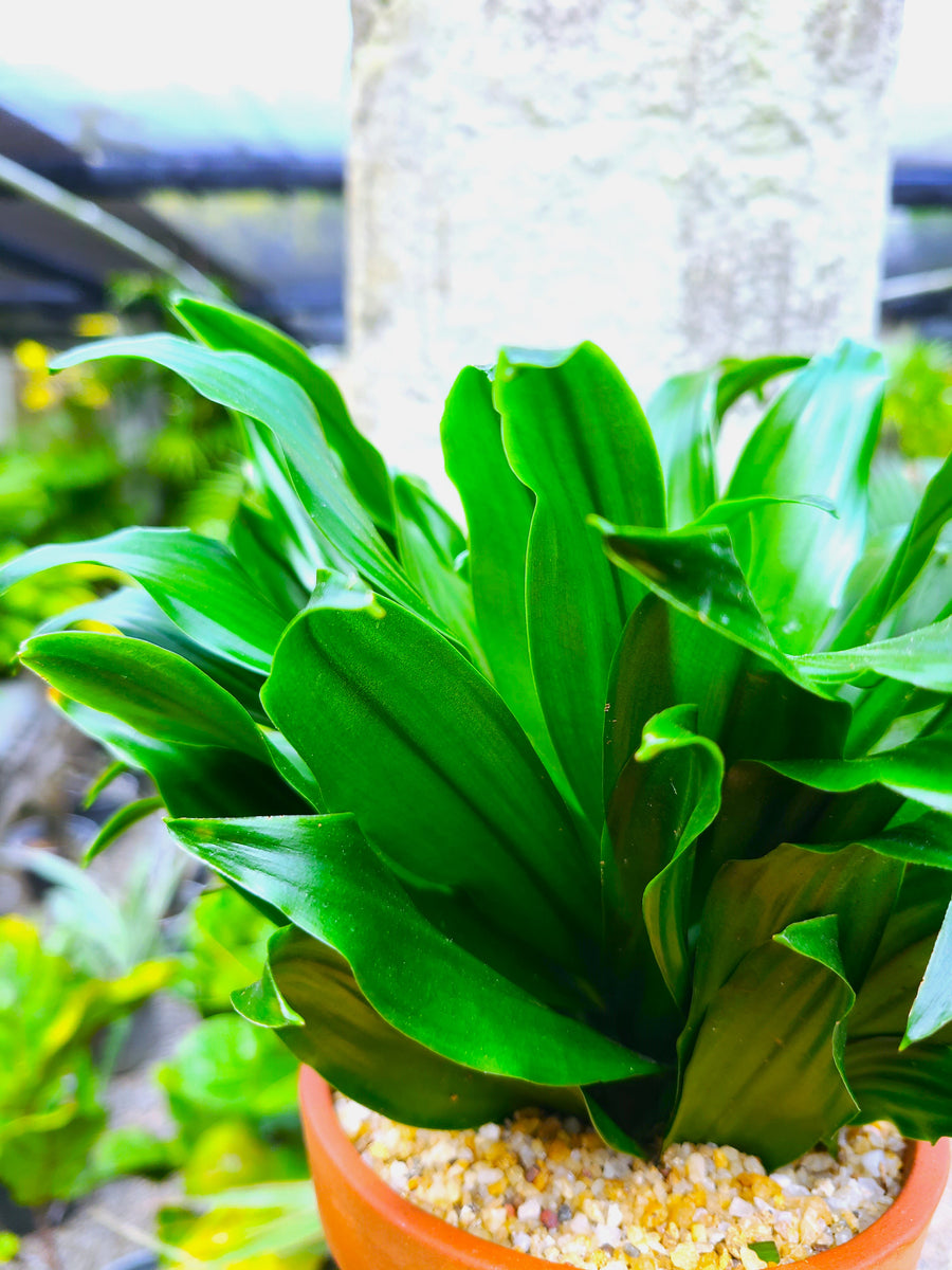 Dracaena Compacta Plant in a Clay Pot – Plants & Plants Supercentre