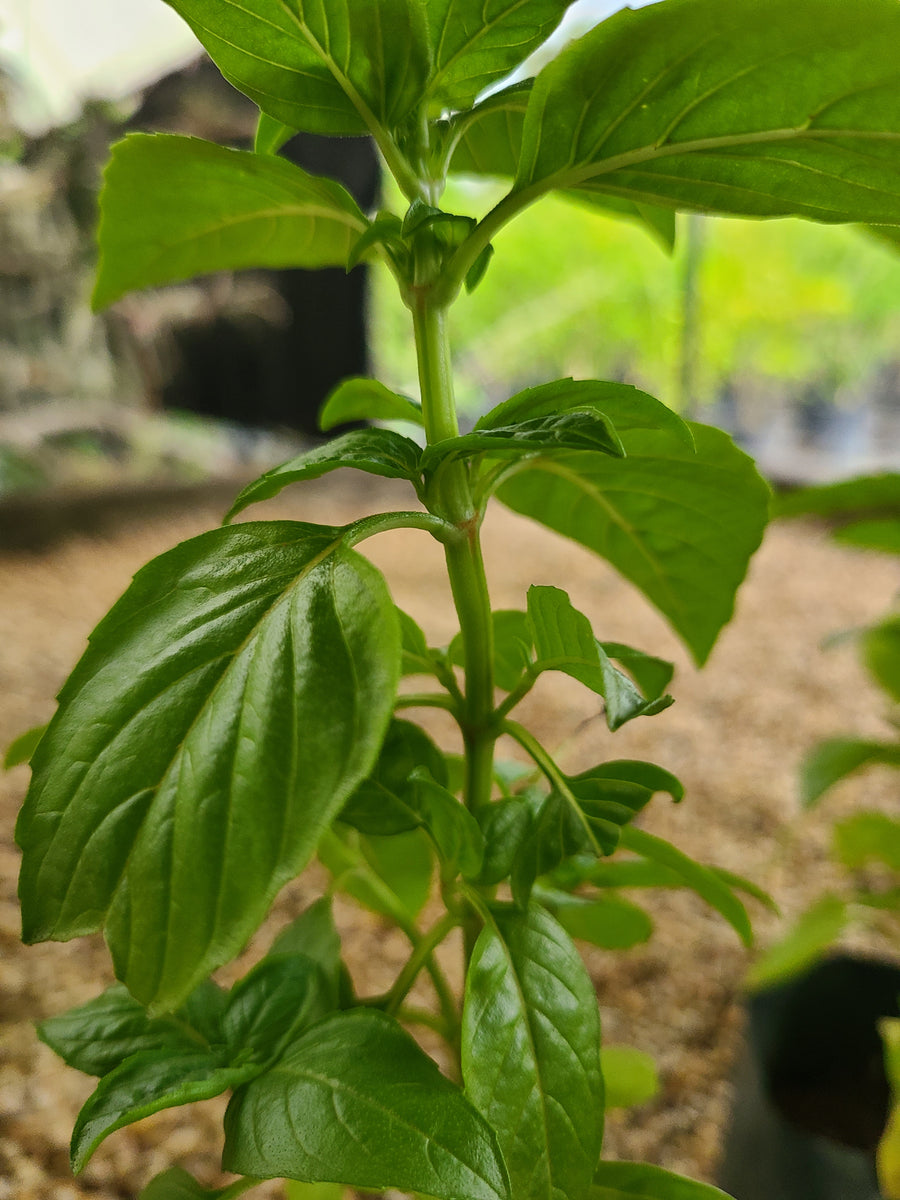 Basil Herb Plant in Poly Bag – Plants & Plants Supercentre