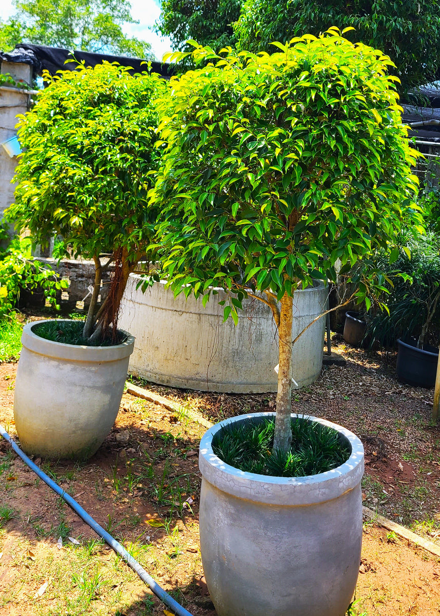 Ficus Benjamina Plant Display in a Titanium Pot – Plants & Plants ...