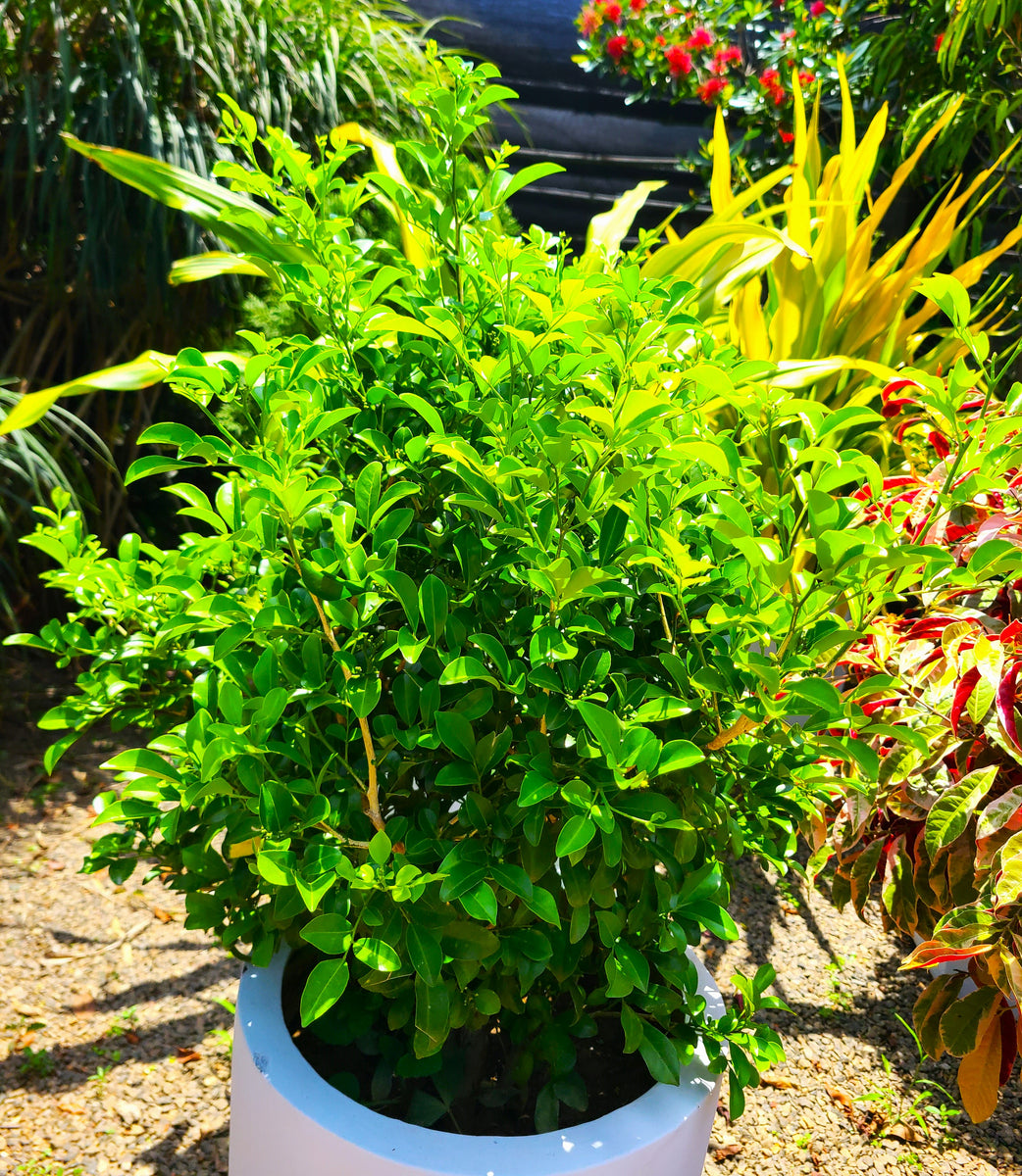 Atteriya Plant Display in a Titanium Pot – Plants & Plants Supercentre