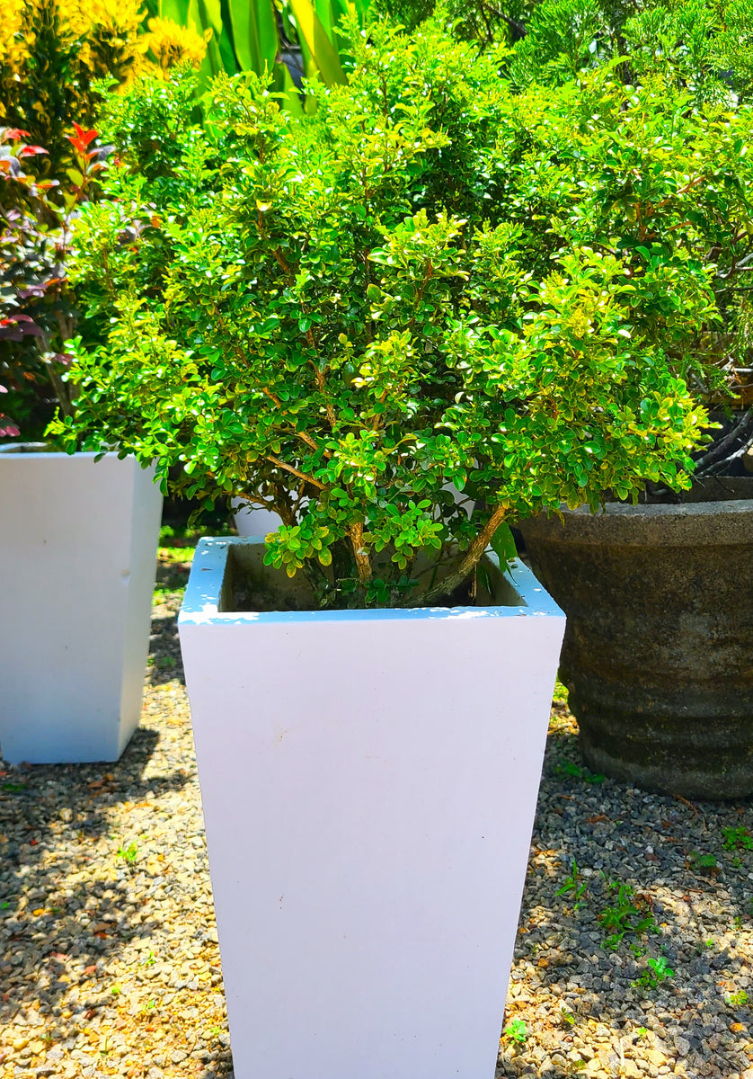 Atteria Dwarf Plant Display in a Titanium pot – Plants & Plants Supercentre