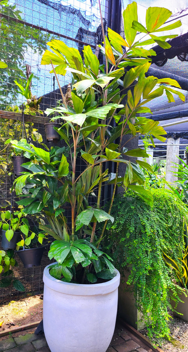 Gonaphilam Plant in a Titanium Pot – Plants & Plants Supercentre