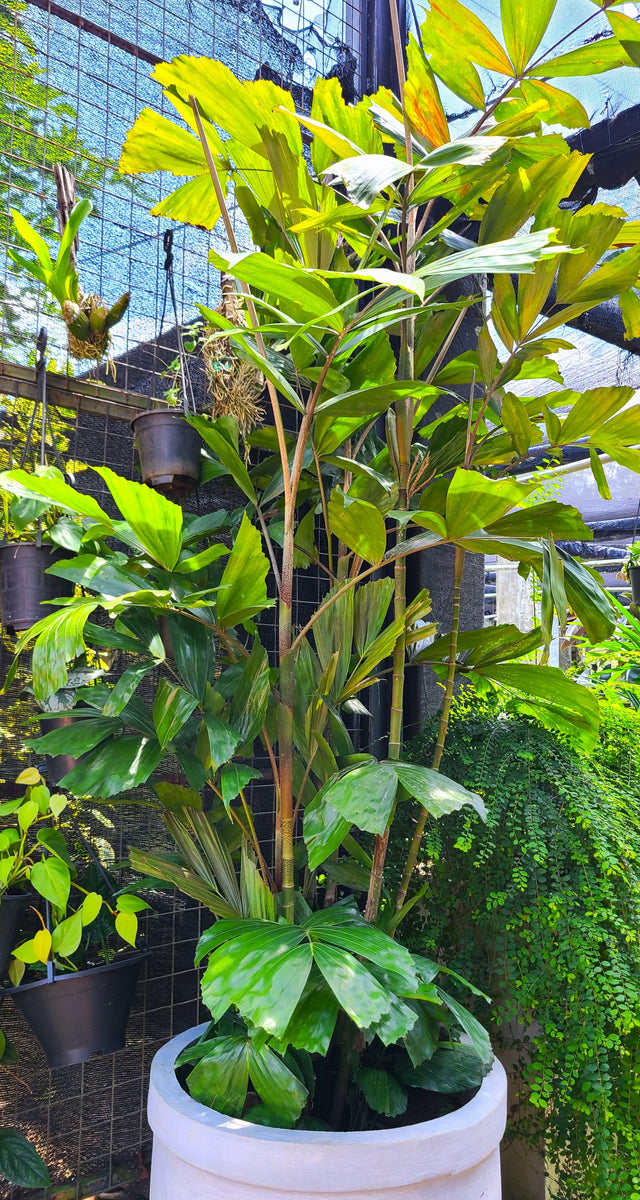 Gonaphilam Plant Display - Titanium pot – Plants & Plants Supercentre