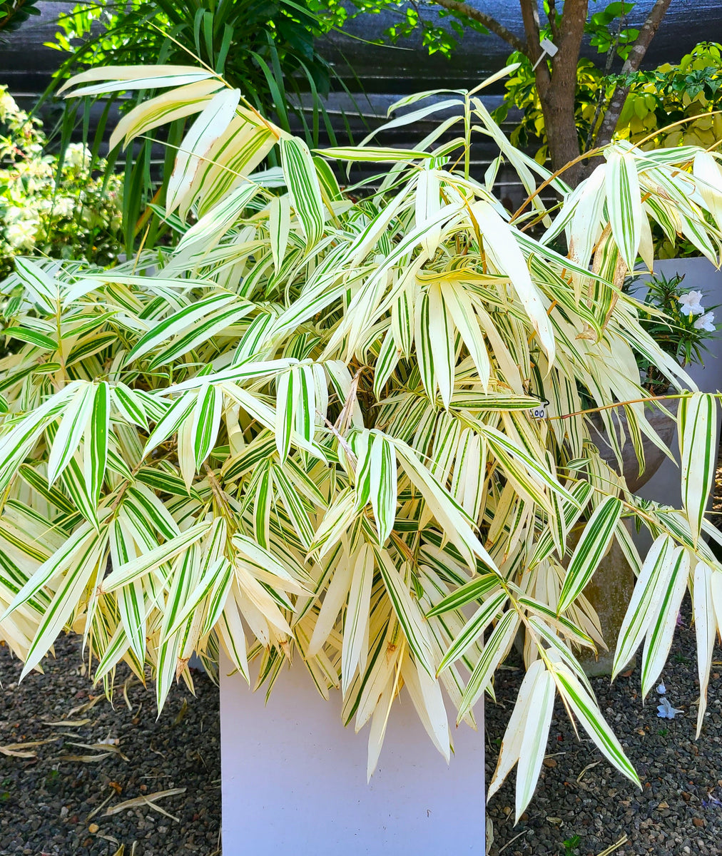White Bamboo Display in a Titanium Pot – Plants & Plants Supercentre
