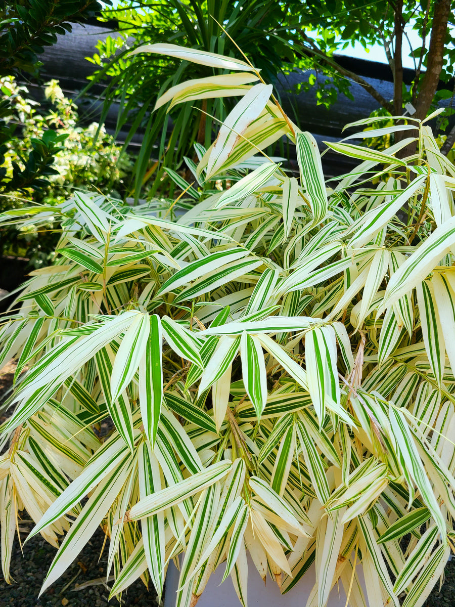 White Bamboo Display in a Titanium Pot – Plants & Plants Supercentre