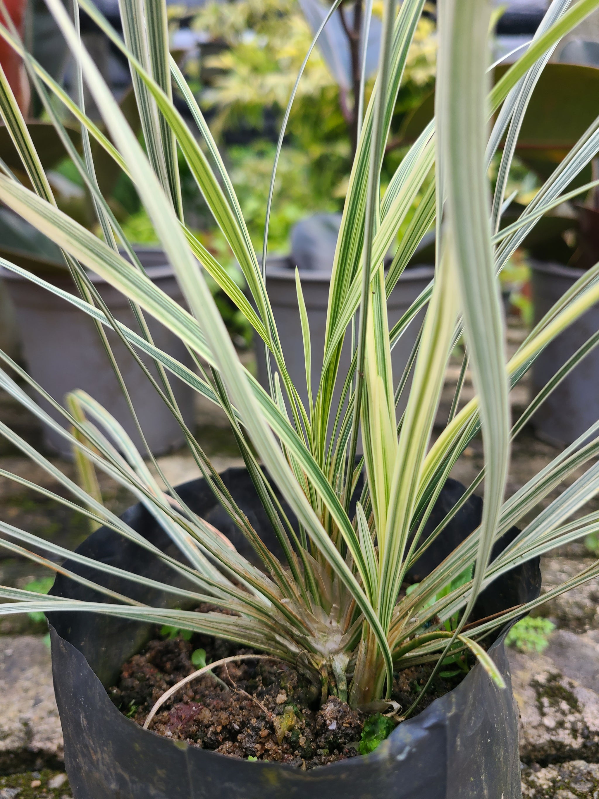 Ribbon grass store