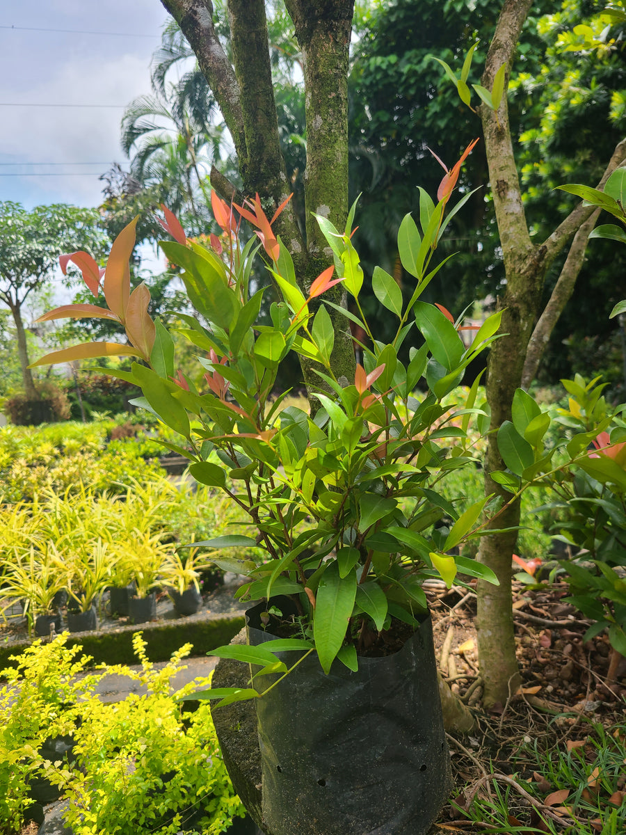 Christina Normal Plant in Poly Bag – Plants & Plants Supercentre