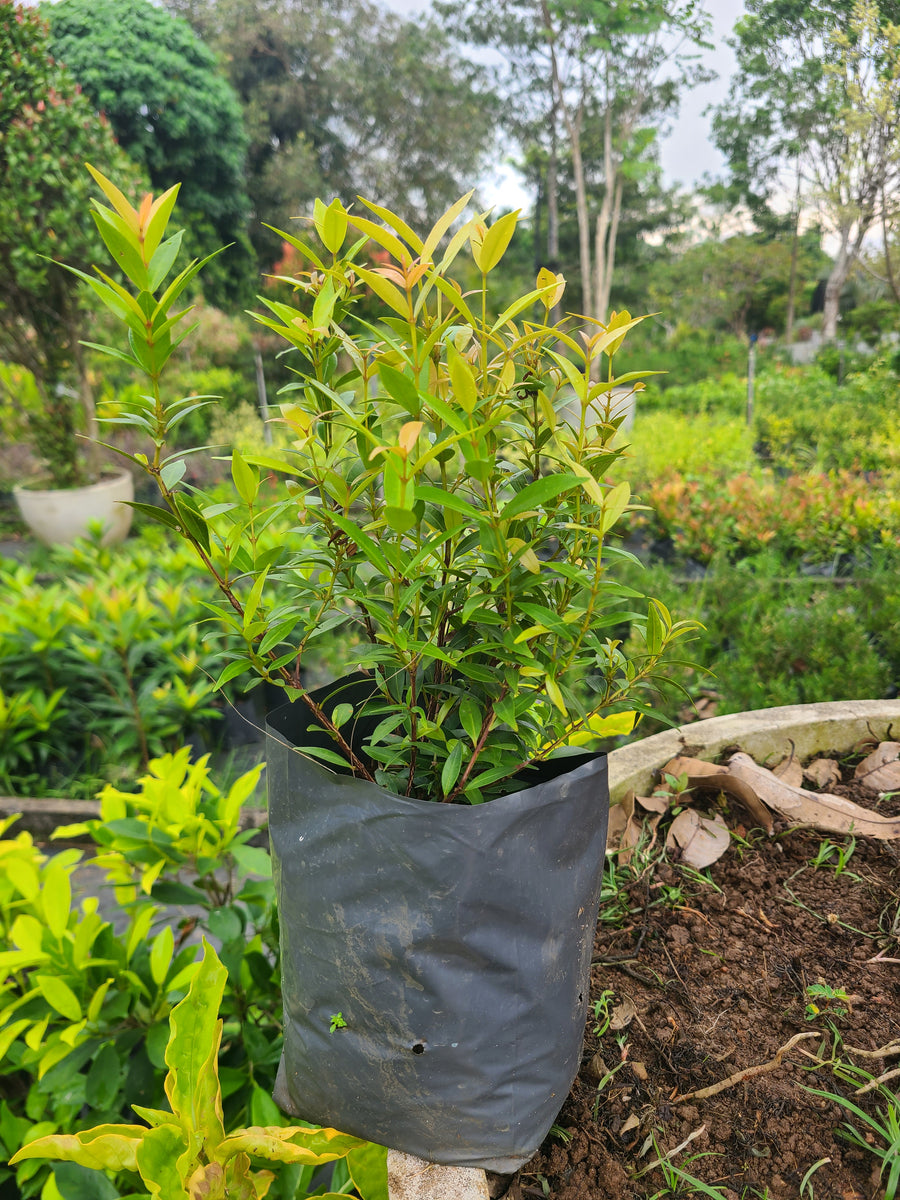 Christina Narrow Leaves Plant in Poly Bag – Plants & Plants Supercentre