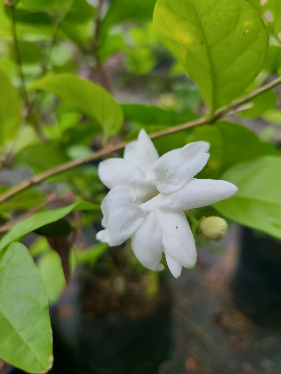 Arabian Jasmine Plant (Geta Pichcha) in Poly Bag – Plants & Plants ...