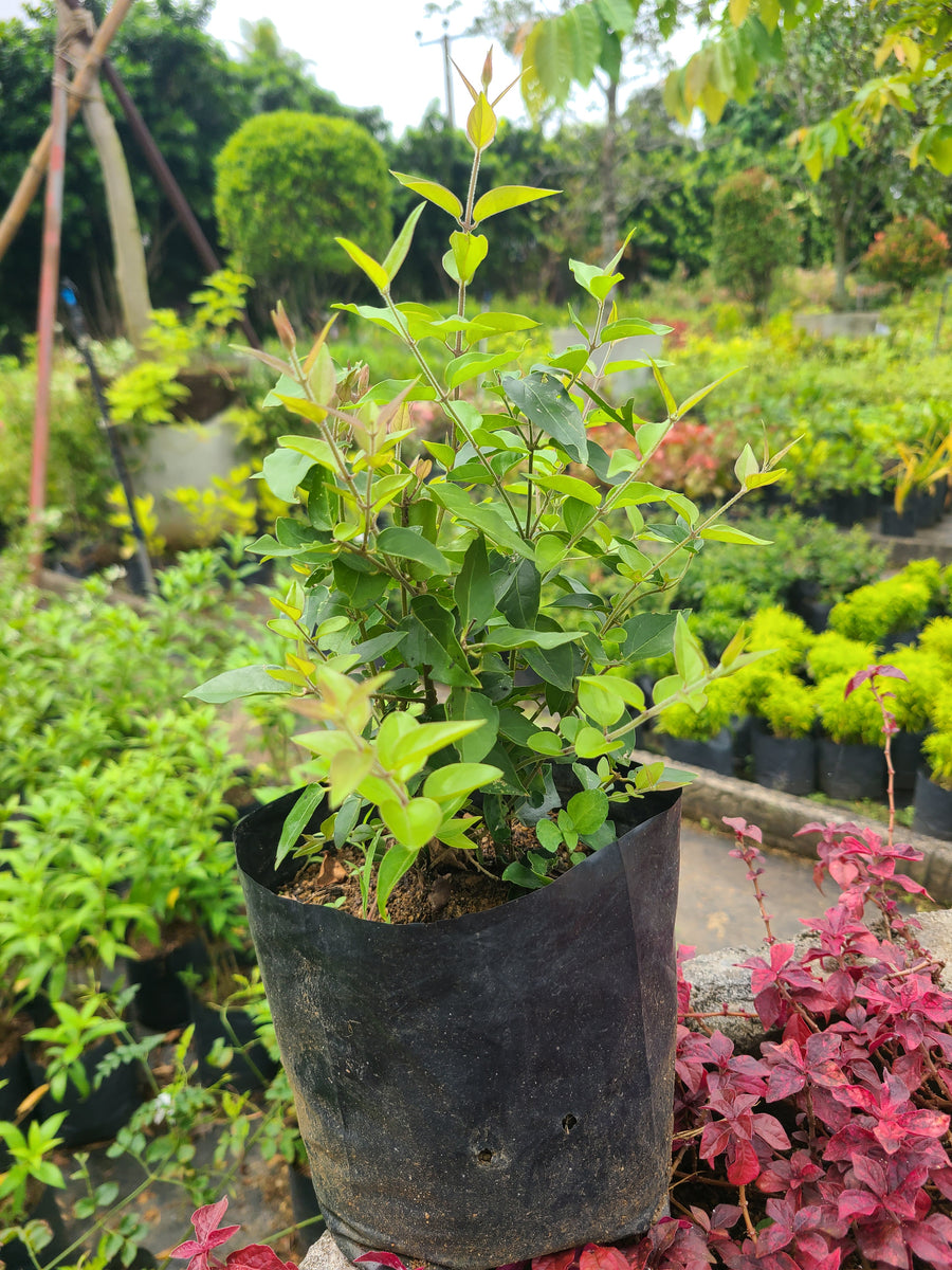 Indian Pichcha Plant in Poly Bag – Plants & Plants Supercentre