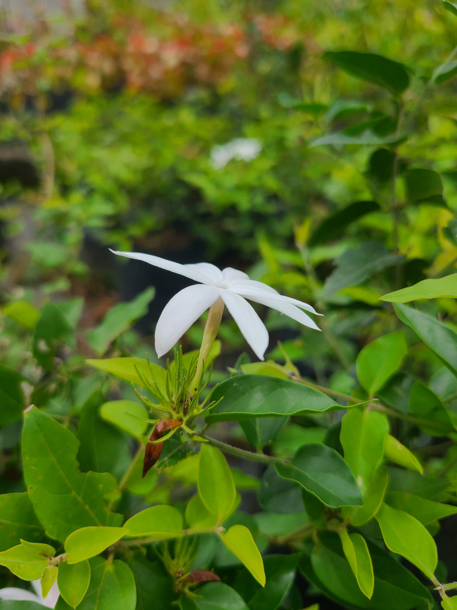 Indian Pichcha Plant in Poly Bag – Plants & Plants Supercentre