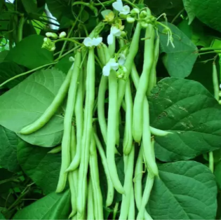Beans (Black Kora) – Plants & Plants Supercentre