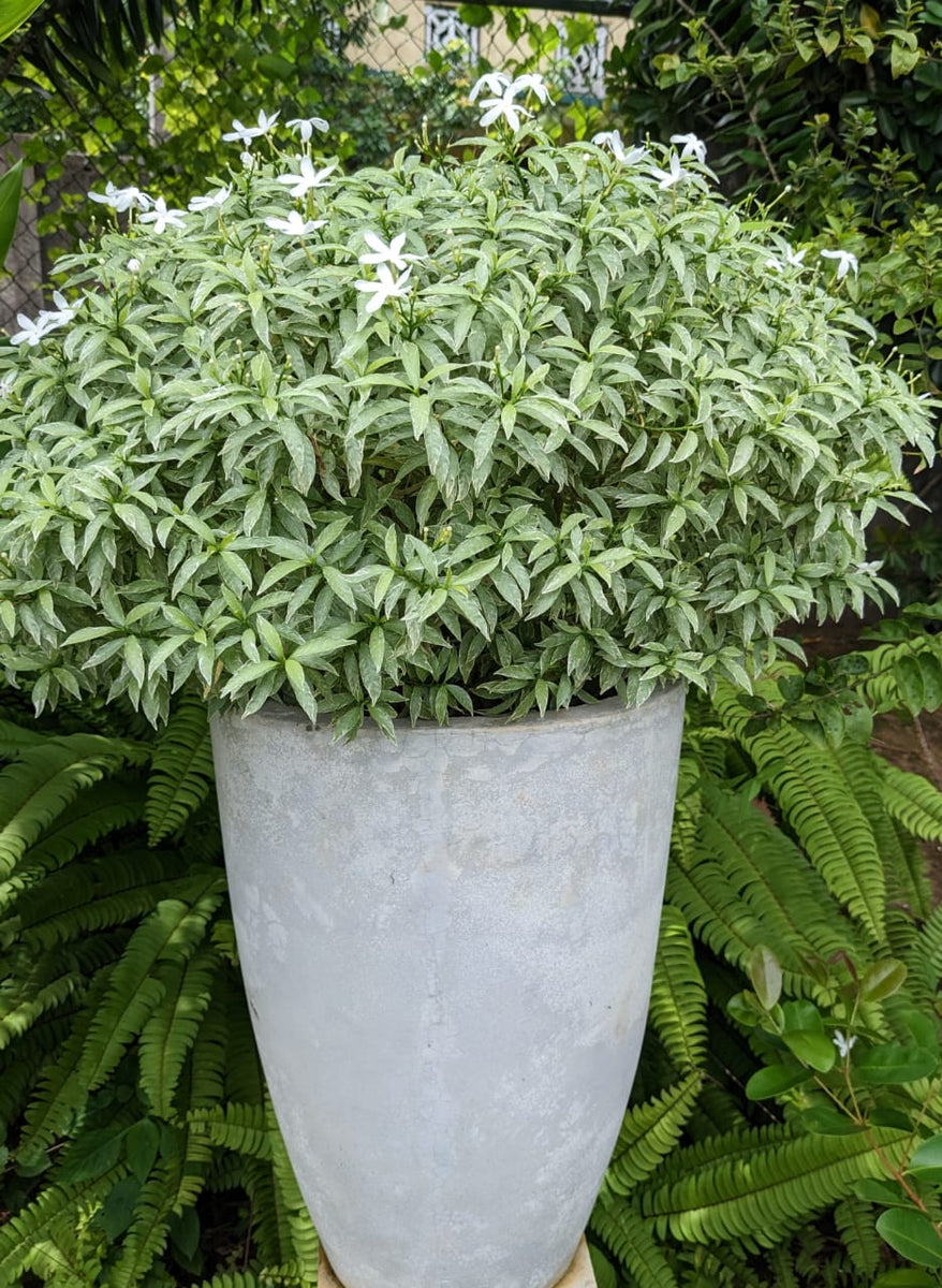 Evata Silver Plant in Titanium Finished Cement Pot – Plants & Plants ...
