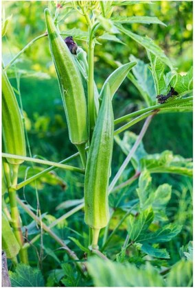 Okra (Haritha) – Plants & Plants Supercentre