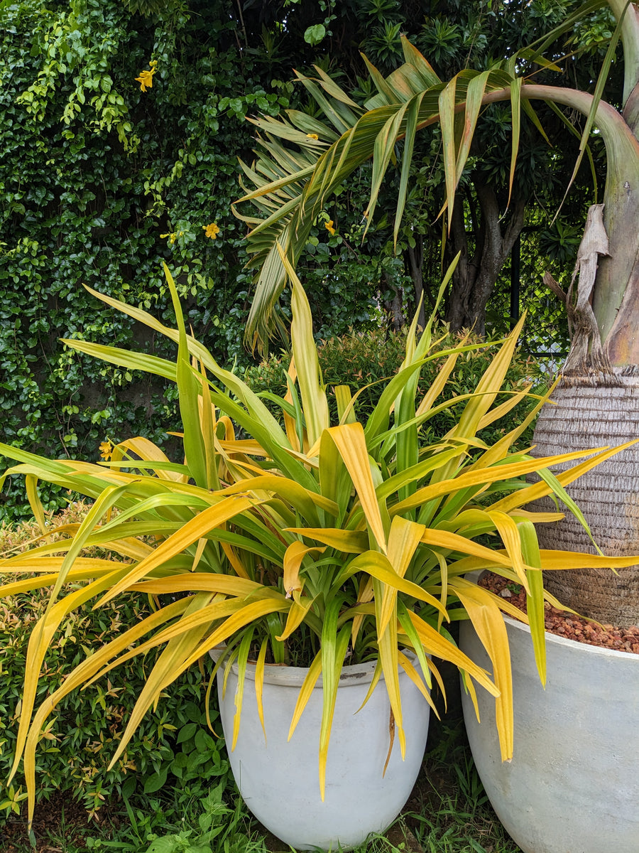 Golden Crinum Plant in Titanium Finished Cement Pot – Plants & Plants ...