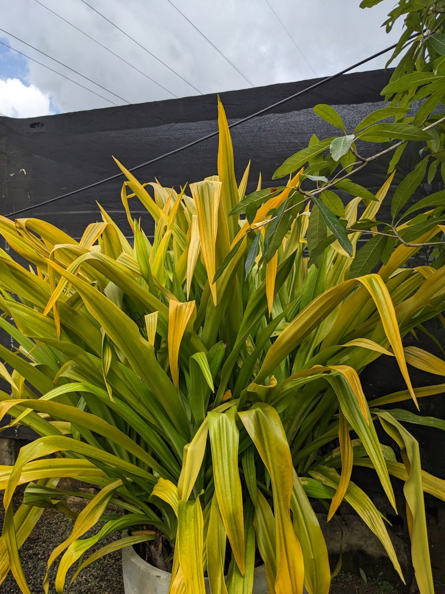 Golden Crinum Plant in Titanium Finished Cement Pot – Plants & Plants ...
