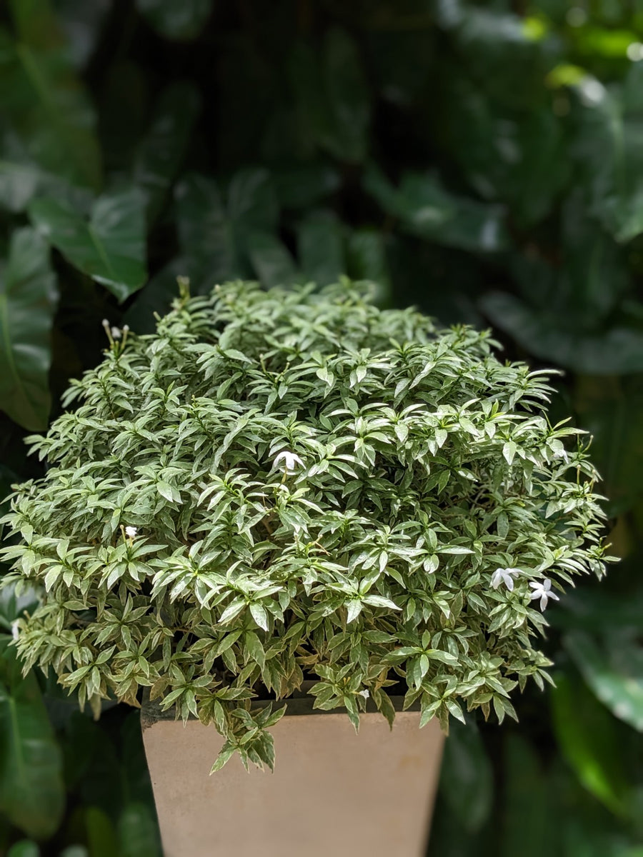 Evata Silver Plant in Titanium Finish Cement Pot – Plants & Plants ...