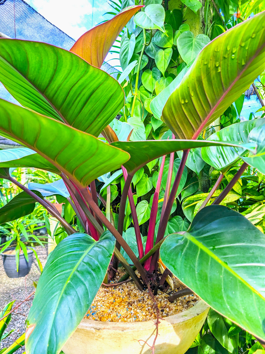 Philodendron Congo Rajo Plant in a Titanium Pot – Plants & Plants ...