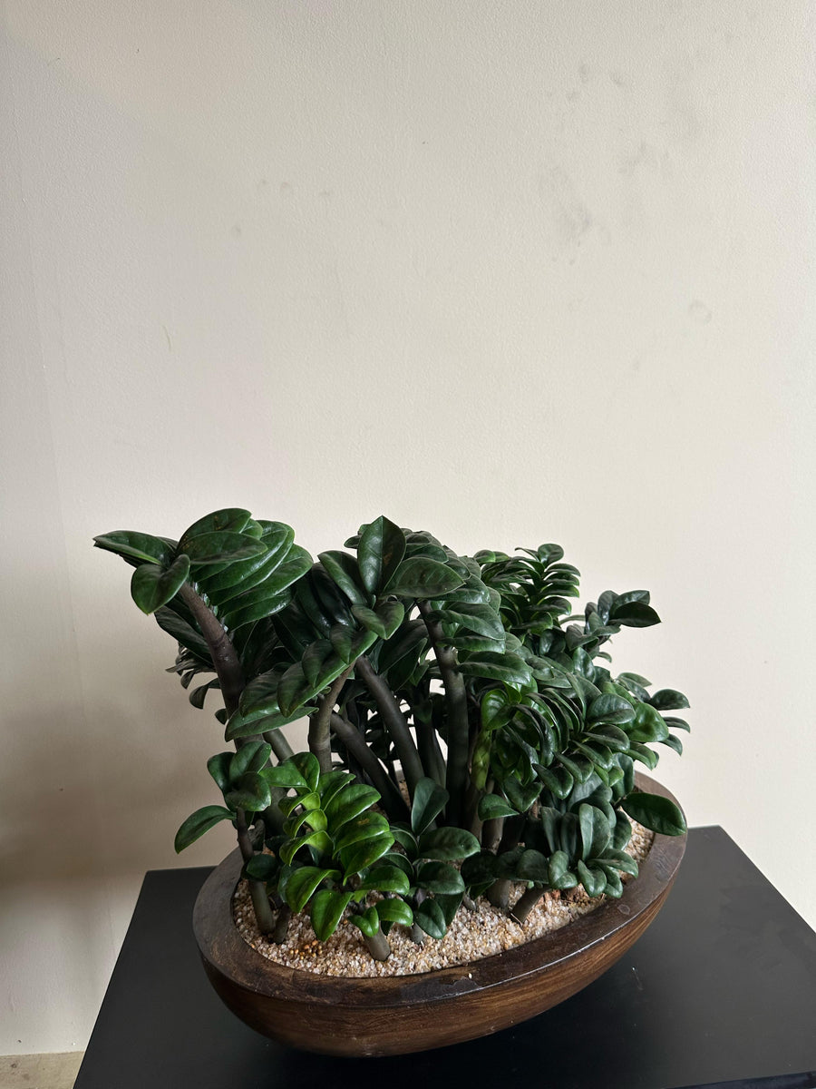 Zamia “Dwarf” Plant in a Decorative Titanium Pot – Plants & Plants ...