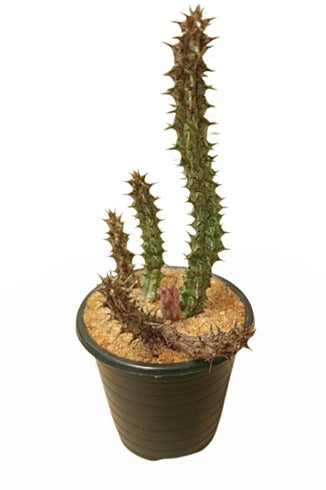 Edithcolea Grandis Cactus Plant in Plastic Pot – Plants & Plants ...