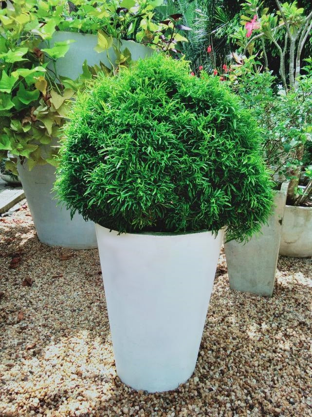 Evodia Green Plant in Titanium Finished Cement Pot – Plants & Plants ...