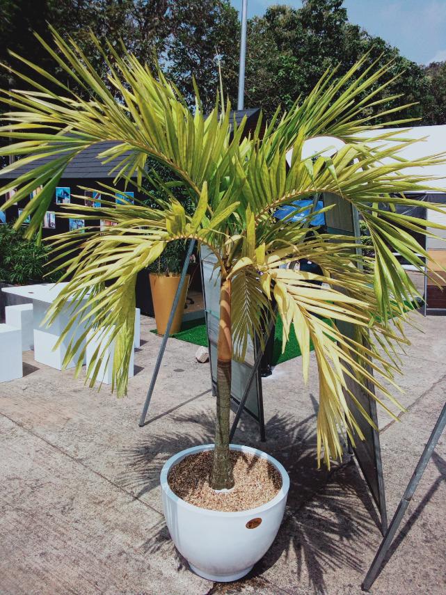 Veitcgia Gold Plant in Titanium Pot – Plants & Plants Supercentre