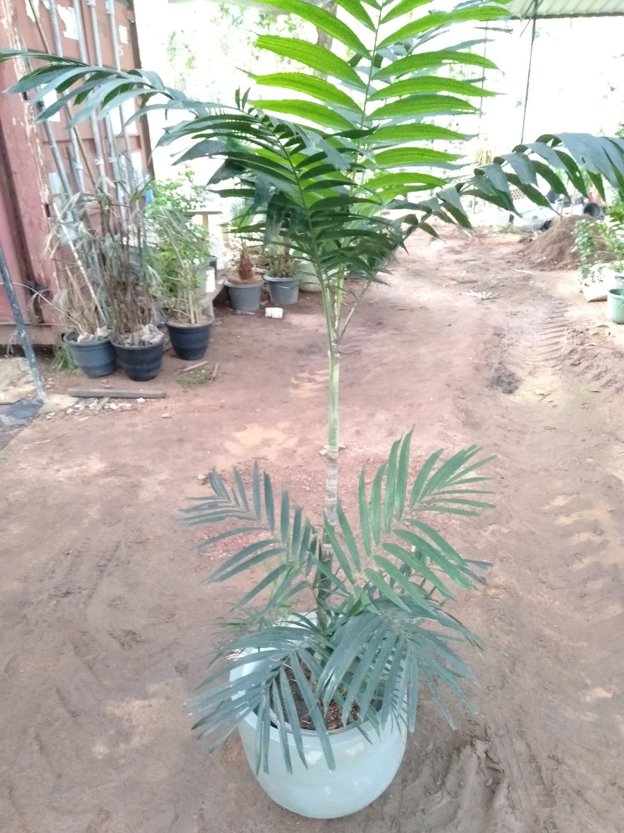 Kentia Palm in a Titanium Finished Cement Pot – Plants & Plants Supercentre