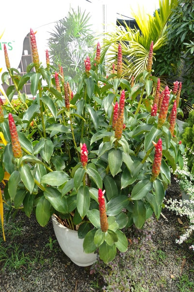 Costas Bush in Titanium Finished Cement Pot – Plants & Plants Supercentre