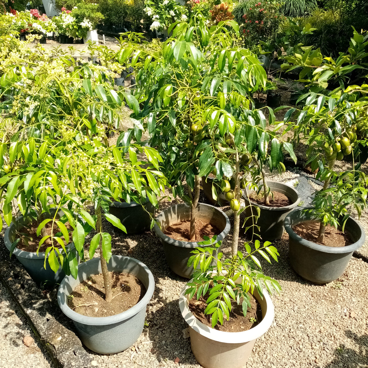 Ambarella Plant in Plastic Pot – Plants & Plants Supercentre