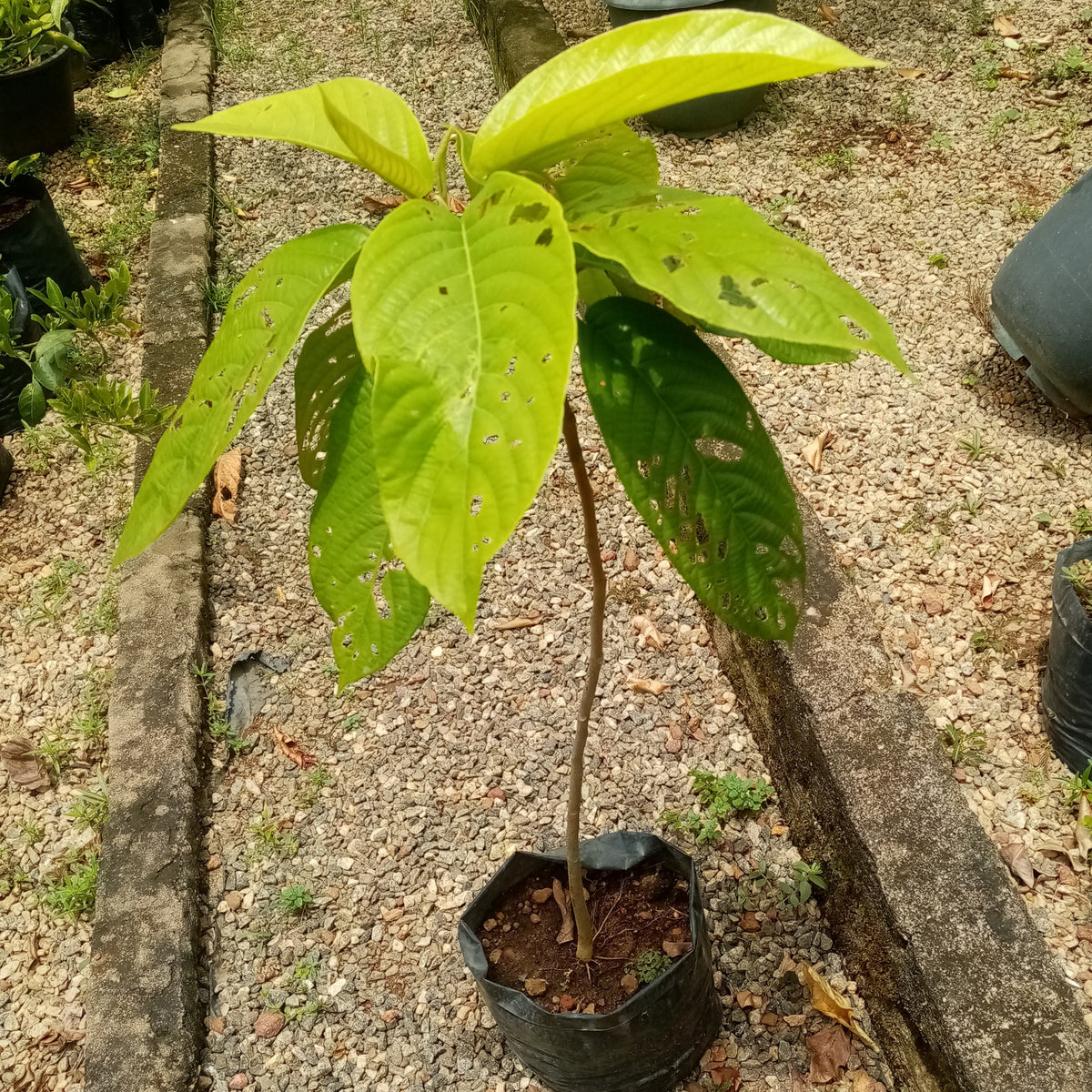 Gaduguda plant - ( Plant height 3 Feet ) – Plants & Plants Supercentre