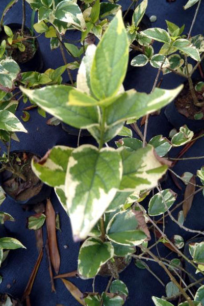 Sepalika Verigated Plant in Poly Bag : 1.5 to 2 feet (Plant Height ...