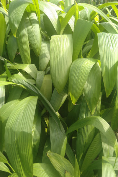 Molineria Latifolia Plant (Bim Pol) in Poly Bag – Plants & Plants ...
