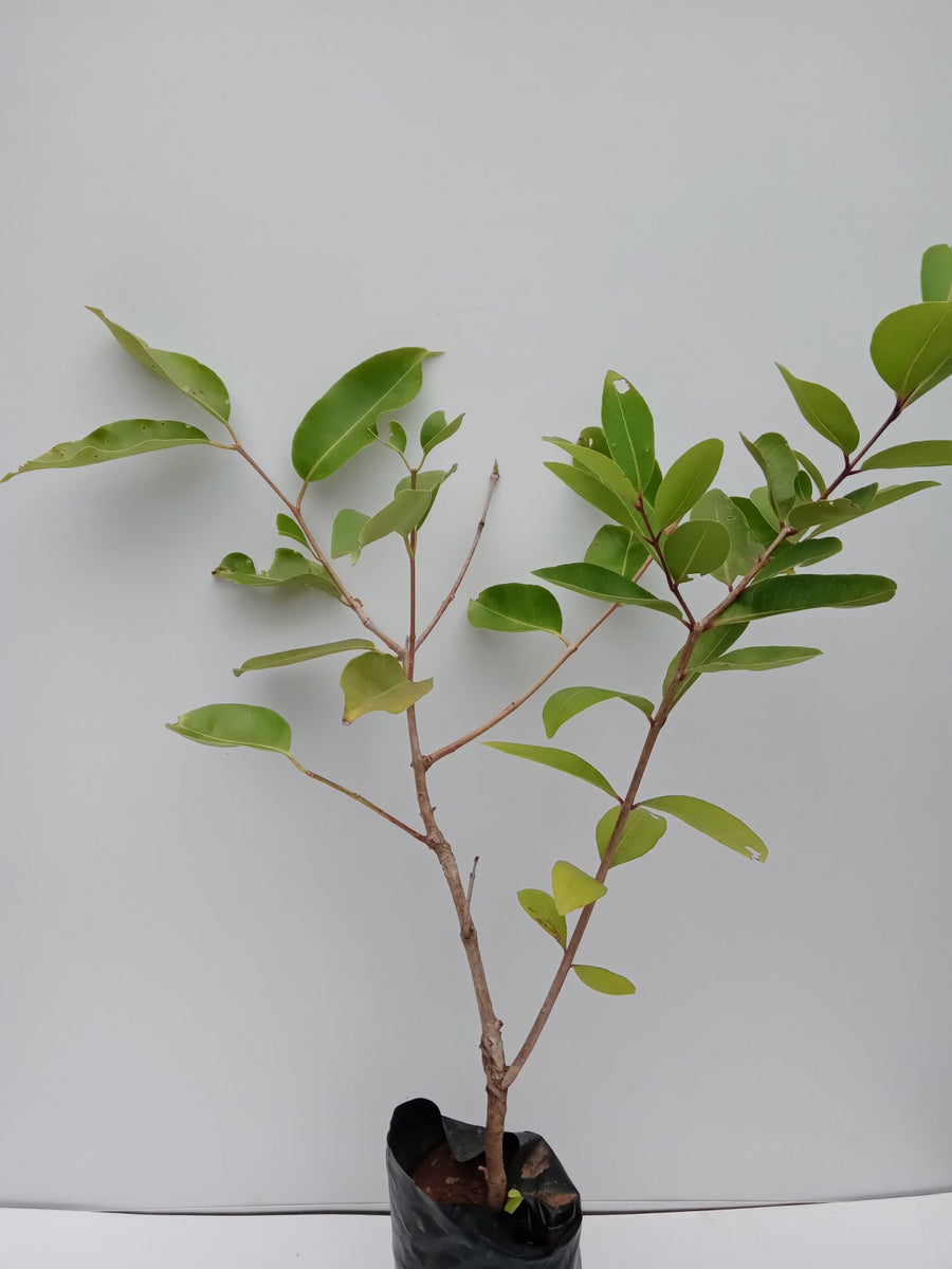 Maa Dan Plant – Plants & Plants Supercentre