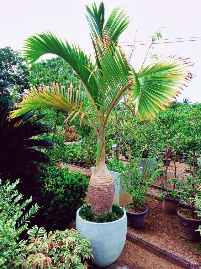Champagne Palm Tree Titanium Pot 6 To 8 Feet Display Height champagne-palm-tree-titanium-pot-6-to-8-feet-display-height